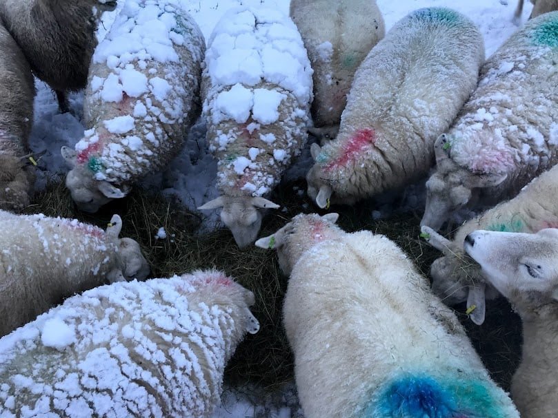 Understanding And Caring For Animals - Biodynamic Trainee