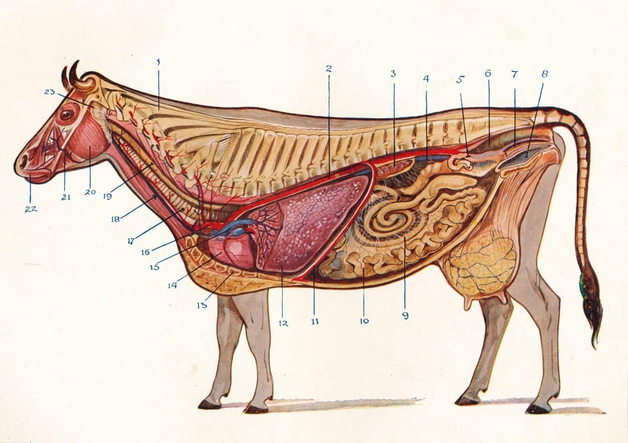 The Fourfold Human Being: Physical, Etheric, Astral, Ego - Biodynamic ...